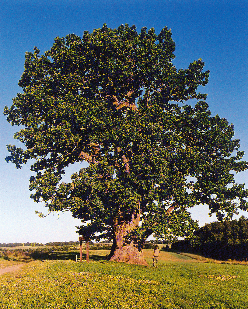 File:Eesti jämedaim tamm Tamme-Lauri tamm.jpg