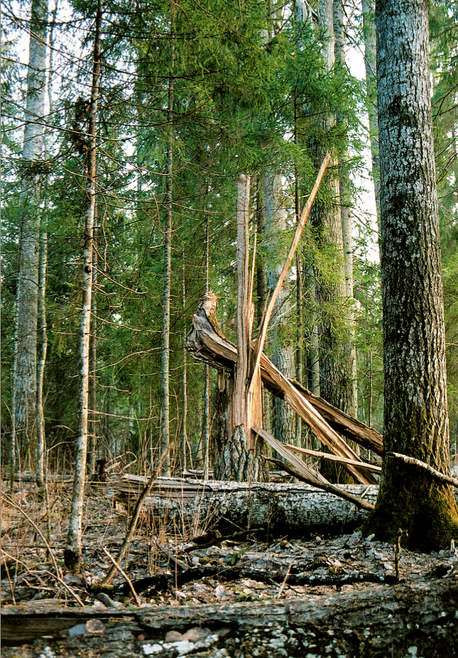 File:Muraka looduskaitseala_Lendorava elupaigaga soosaar.jpg