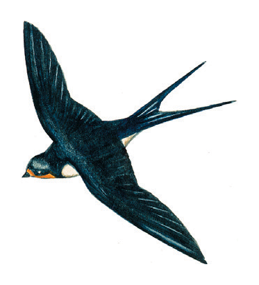 File:EST_022_suitsupääsuke.png